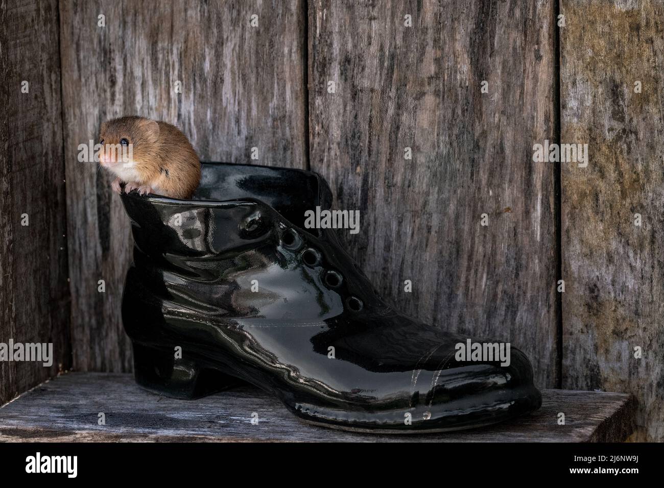 A tiny harvest mouse plays amongst tools on a shelf in a wooden shed ...