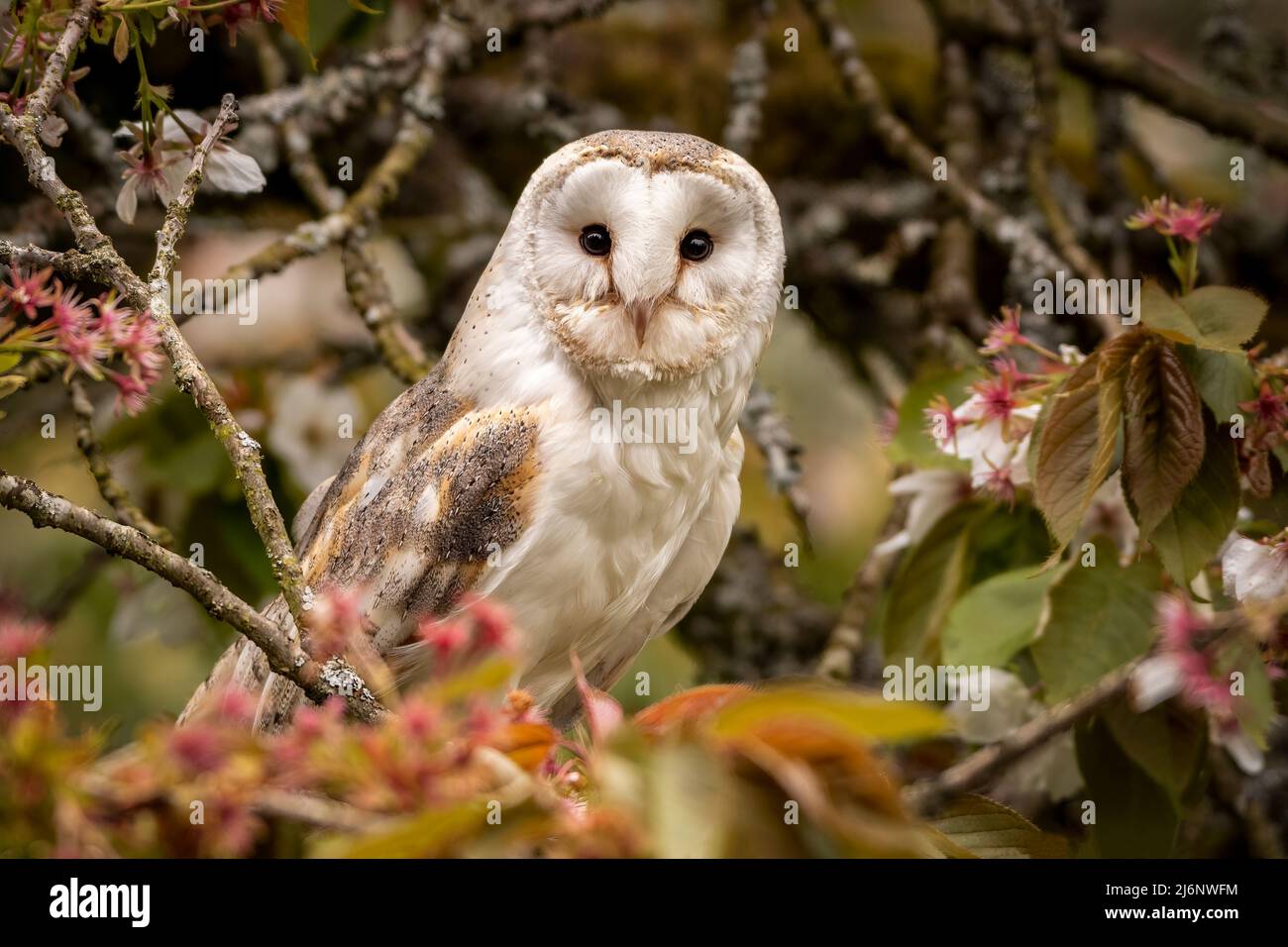 Close up image of barn owl outside Stock Photo - Alamy