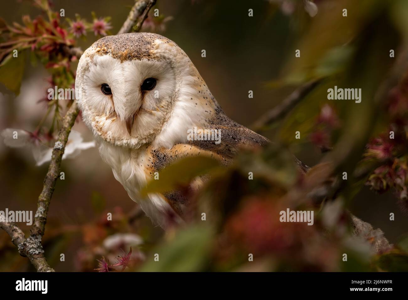 Close up image of barn owl outside Stock Photo - Alamy