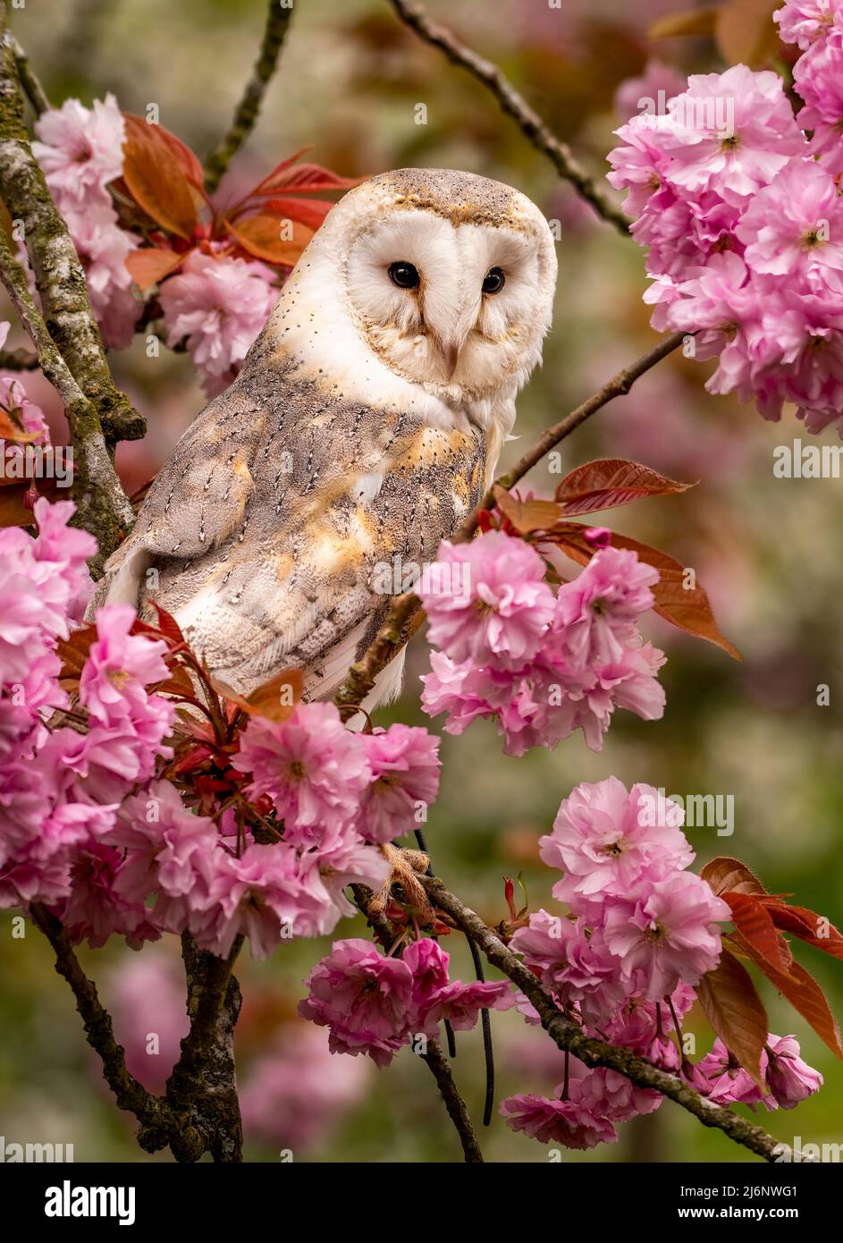 Close up image of barn owl outside Stock Photo - Alamy