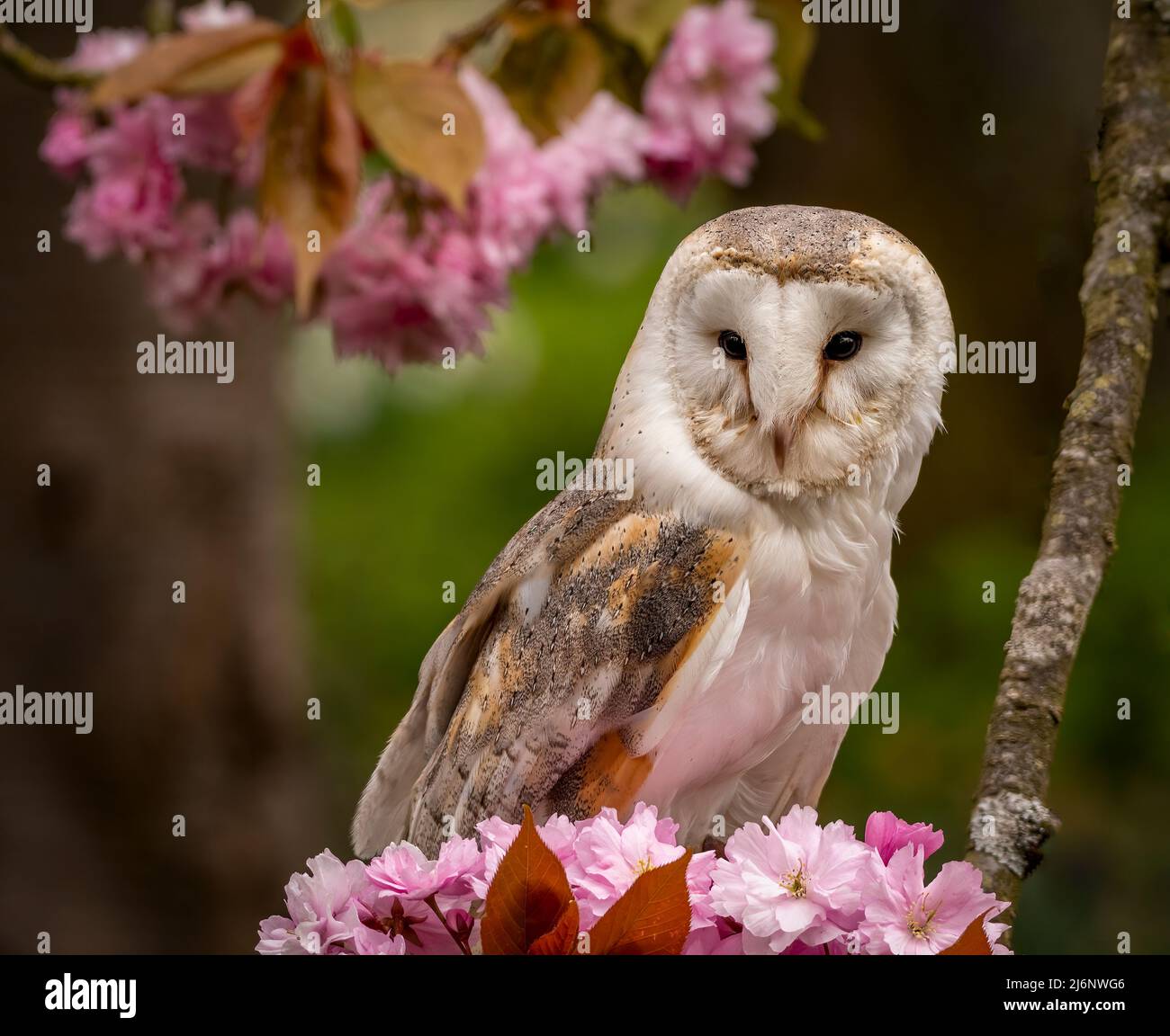Close up image of barn owl outside Stock Photo - Alamy