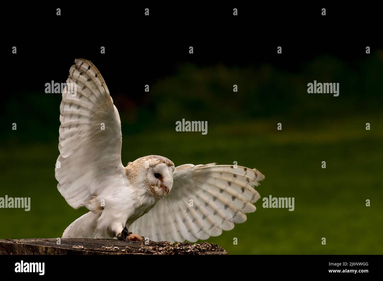 Close up image of barn owl outside Stock Photo - Alamy