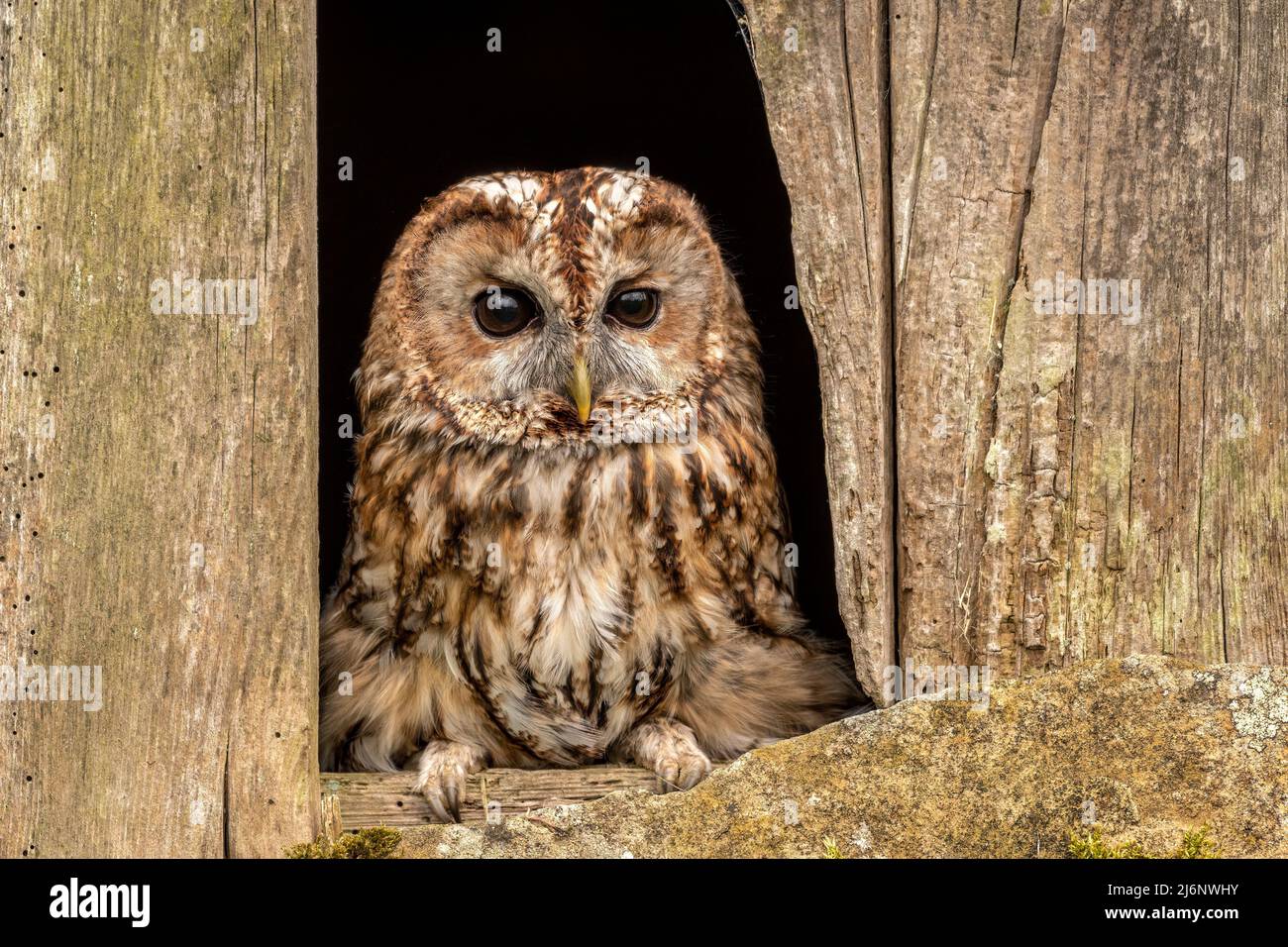 Close up image of tawny owl outside Stock Photo - Alamy