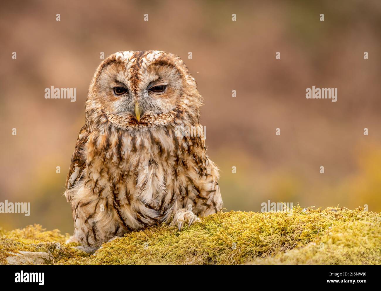 Close up image of tawny owl outside Stock Photo - Alamy