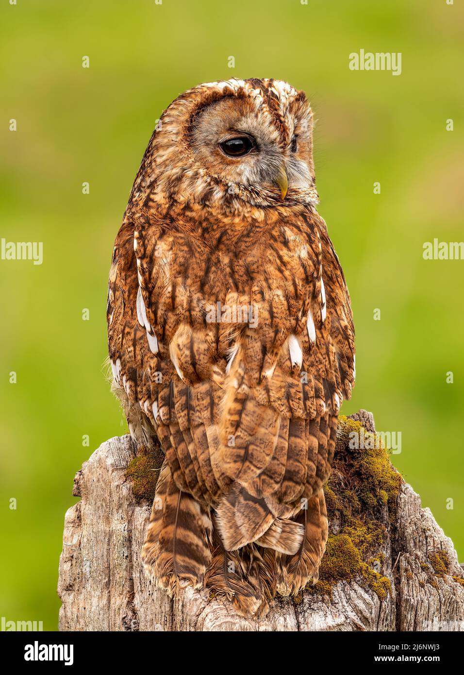 Close up image of tawny owl outside Stock Photo - Alamy
