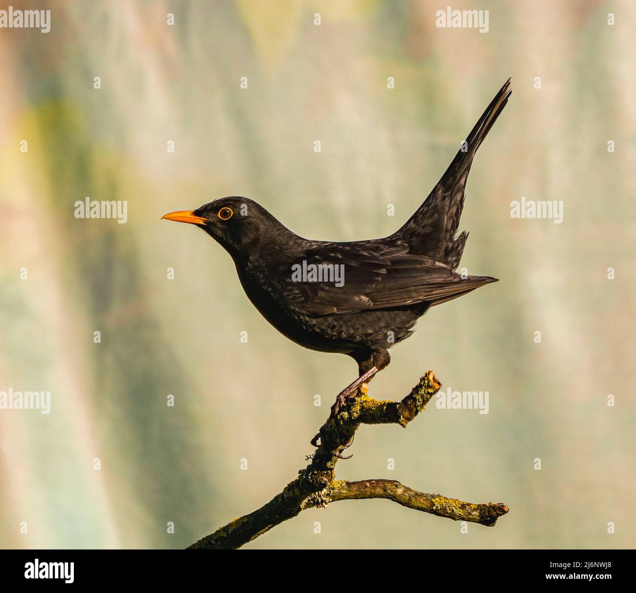 Blackbird bird black bird garden bird garden thrush hi-res stock ...