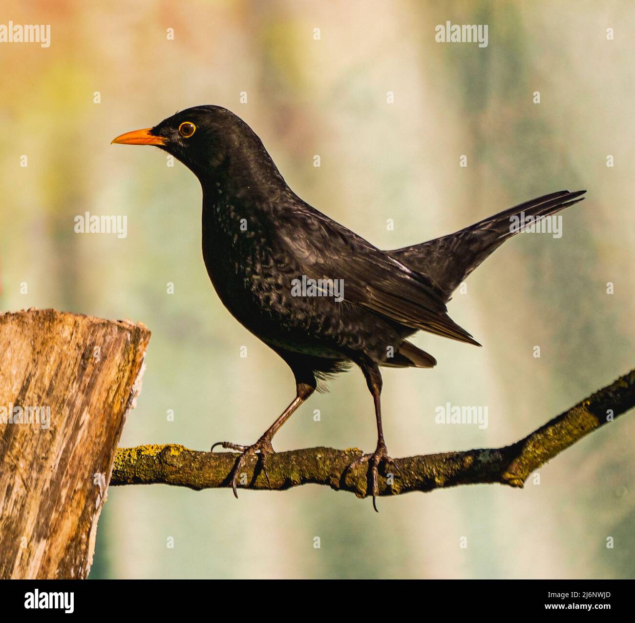 Conservation defence hi-res stock photography and images - Alamy