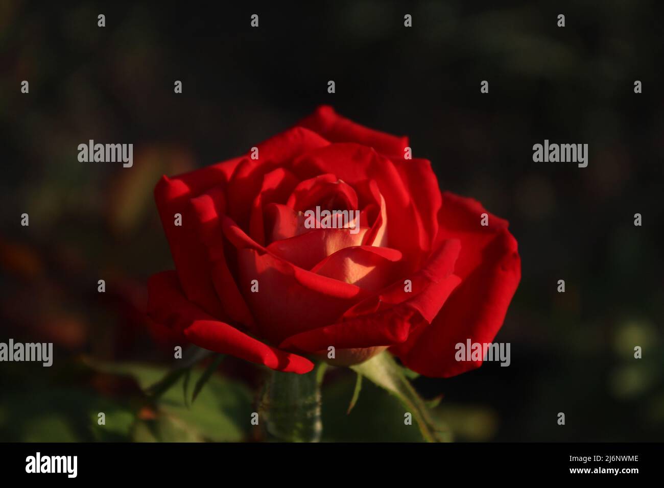 red roses in the evening light growing flowers rose garden. Flowers for ...