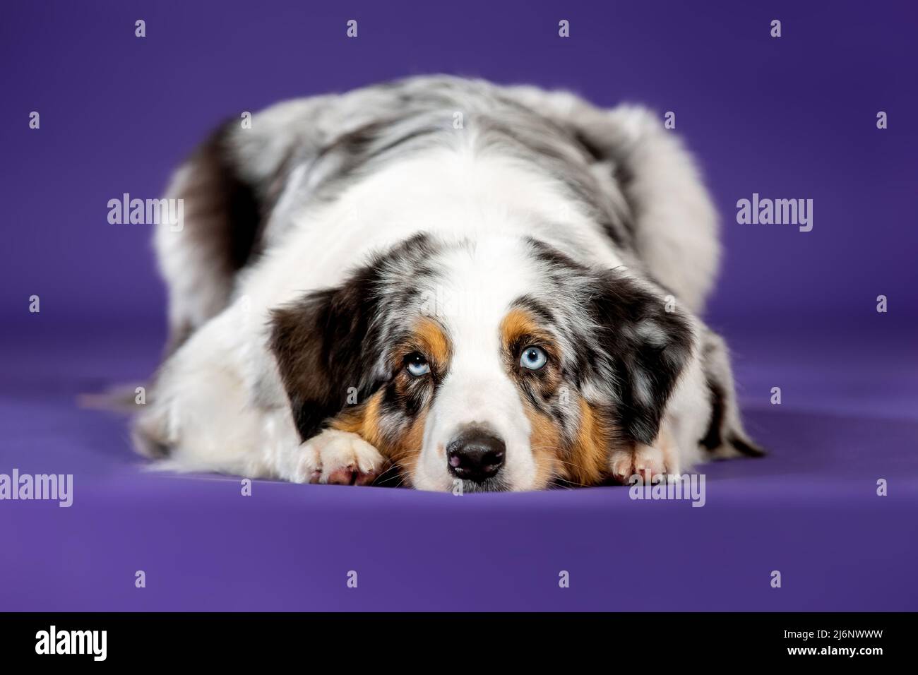 Blue merl aussie dog in studio. Sad dog with different colored eyes ...