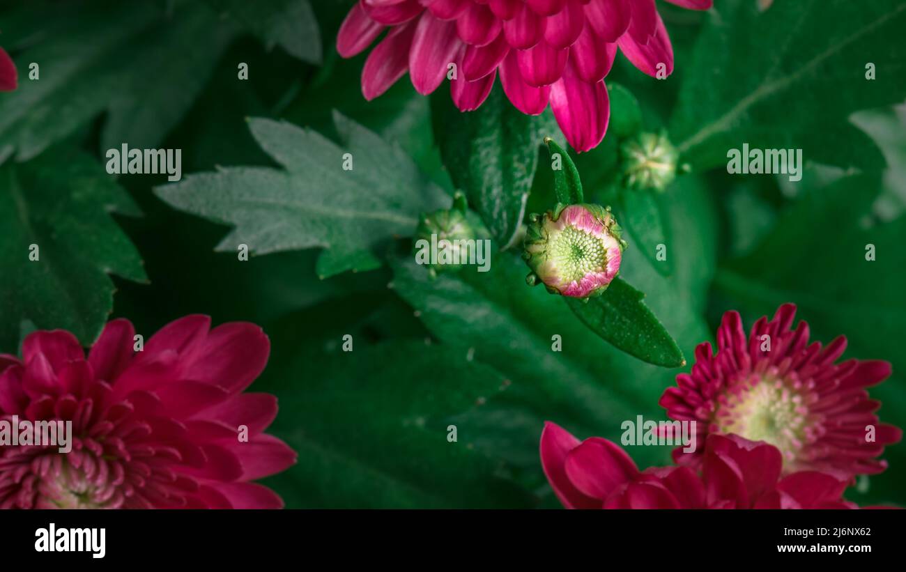 Opening flower bud dahlia hi-res stock photography and images - Alamy