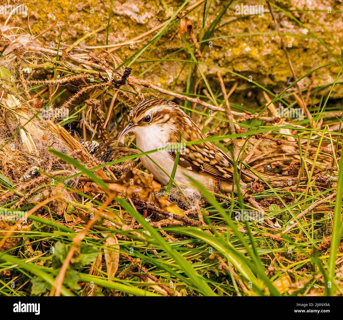 Tree creeper cute bird hi-res stock photography and images - Alamy