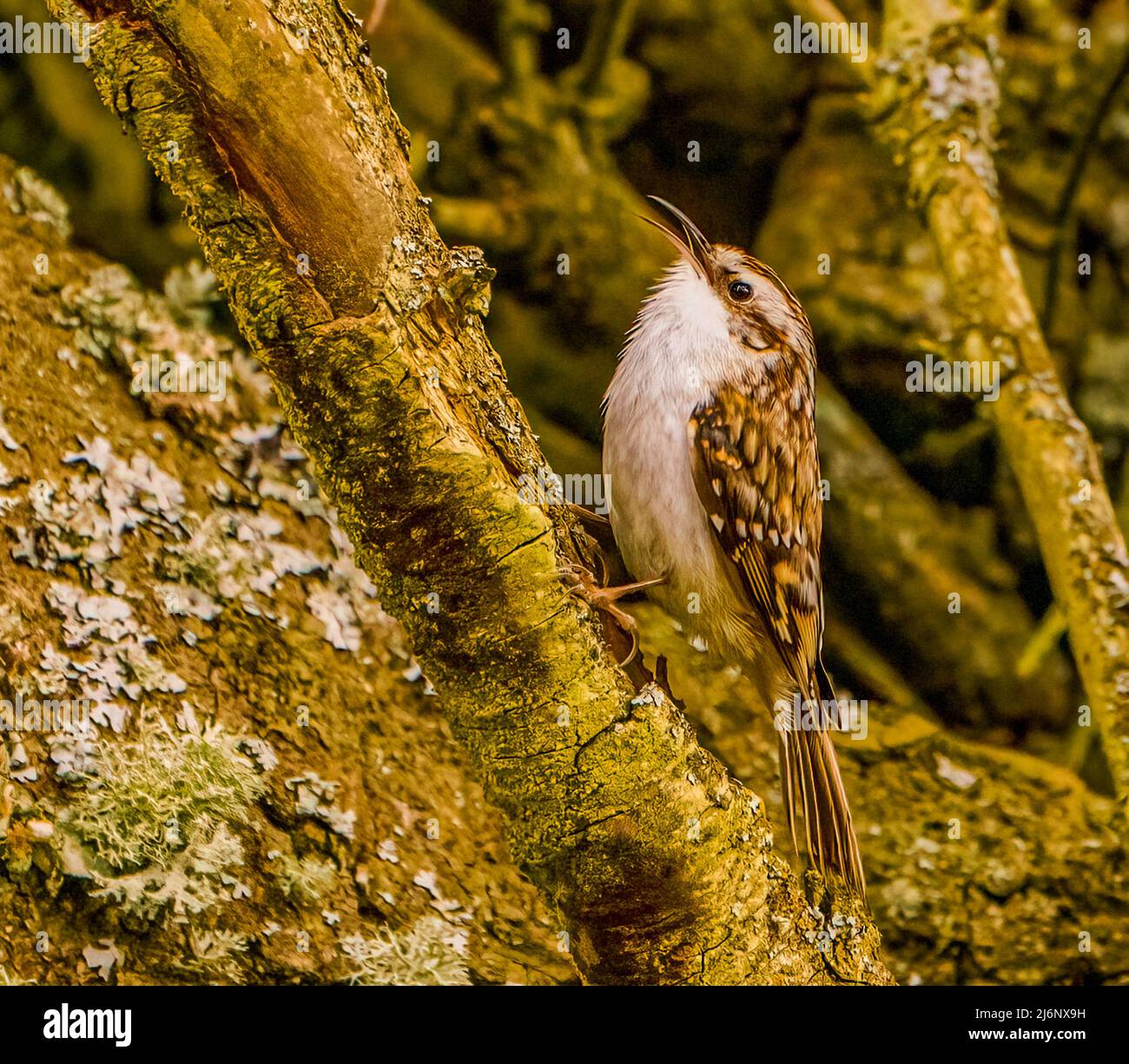 Brown creeper nest hi-res stock photography and images - Alamy