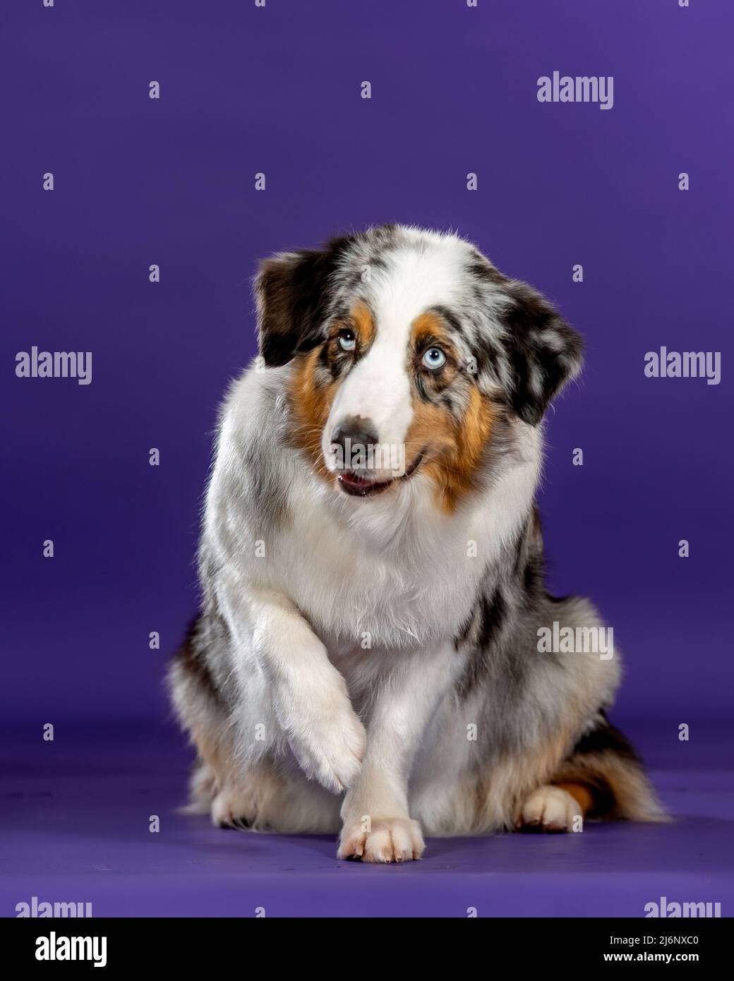 Blue merl aussie dog in studio. Sad dog sits with its paw tucked in ...