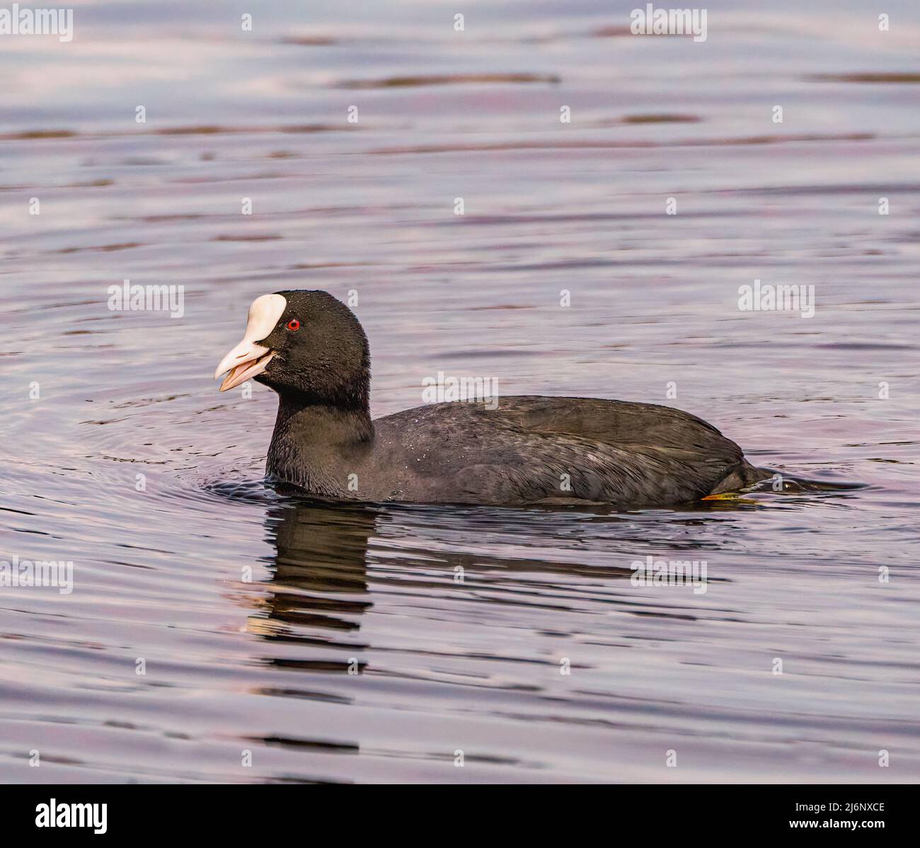 Eurasian coot uk hi-res stock photography and images - Alamy