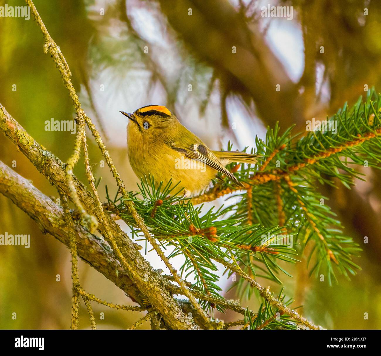 Goldcrests hi-res stock photography and images - Alamy