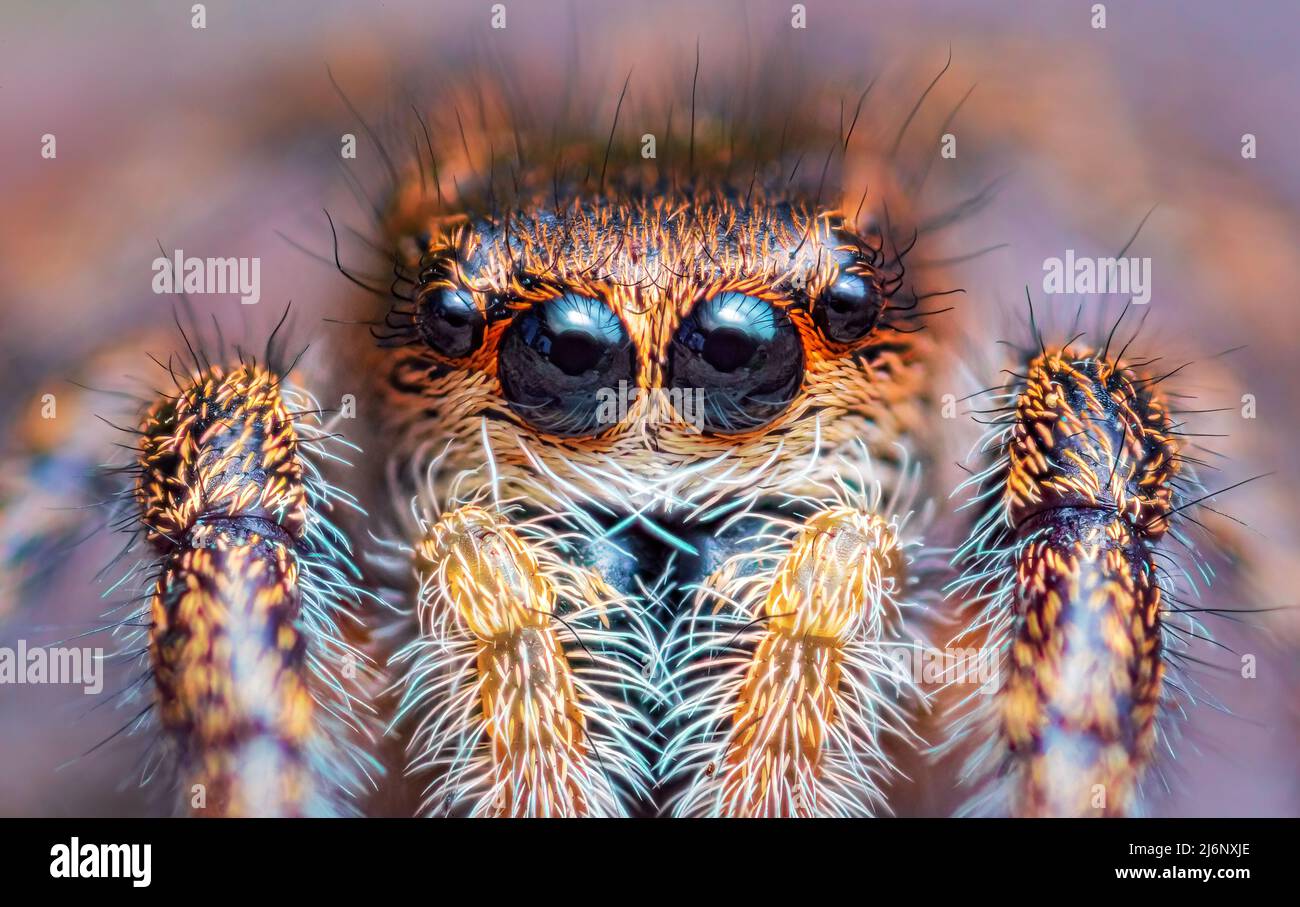 Portrait of spider hi-res stock photography and images - Alamy