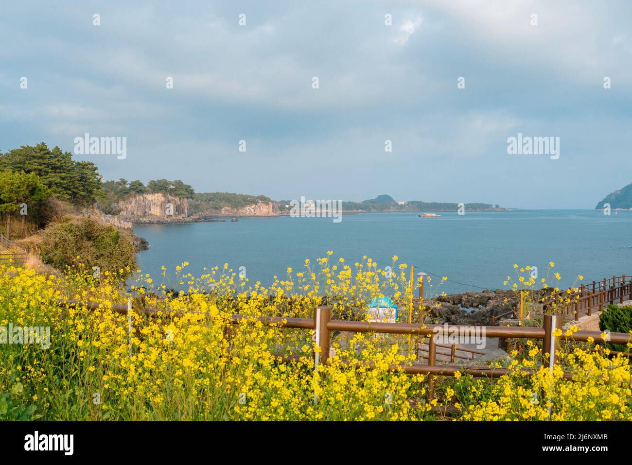 Sea with yellow rape flower at Jaguri Park in Jeju island, Korea Stock ...