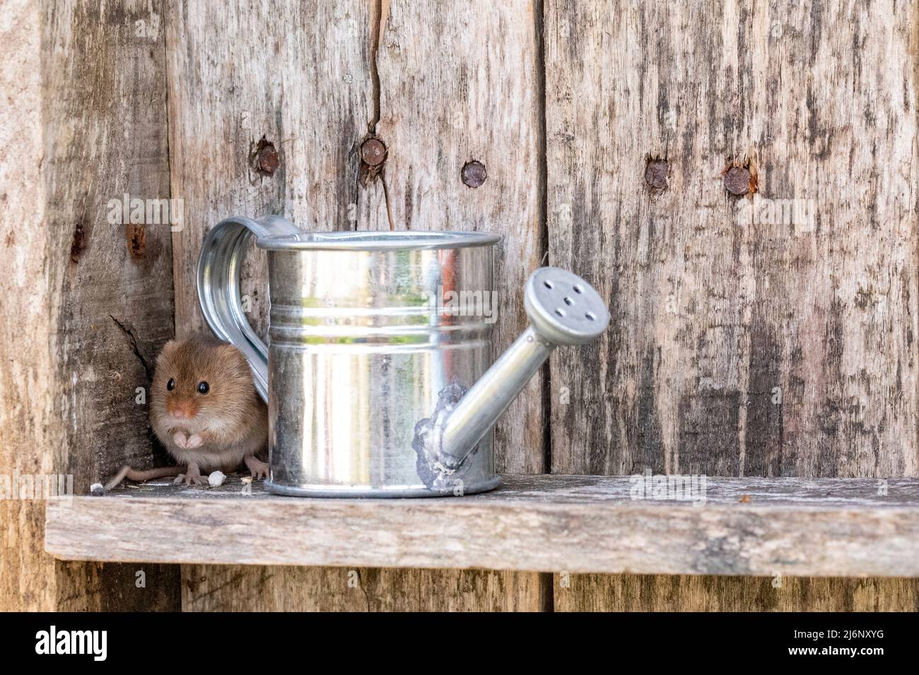 A tiny harvest mouse plays amongst tools on a shelf in a wooden shed ...