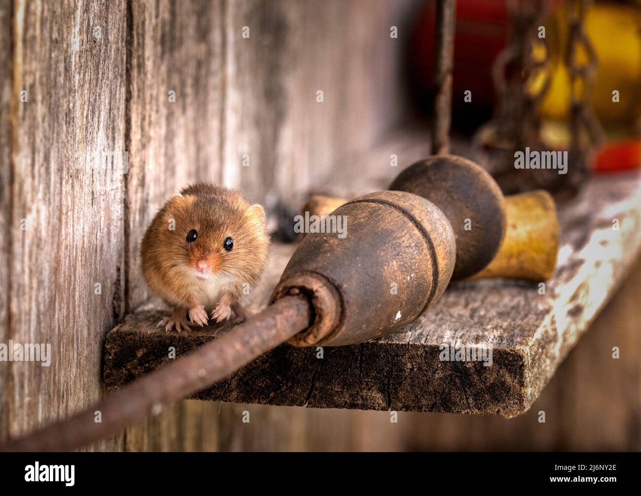 A tiny harvest mouse plays amongst tools on a shelf in a wooden shed ...