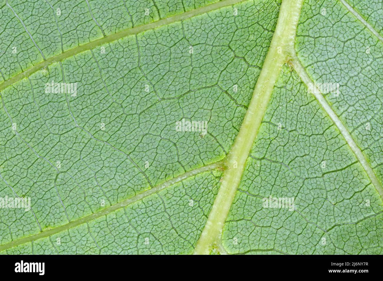 Back side of leaf hi-res stock photography and images - Alamy
