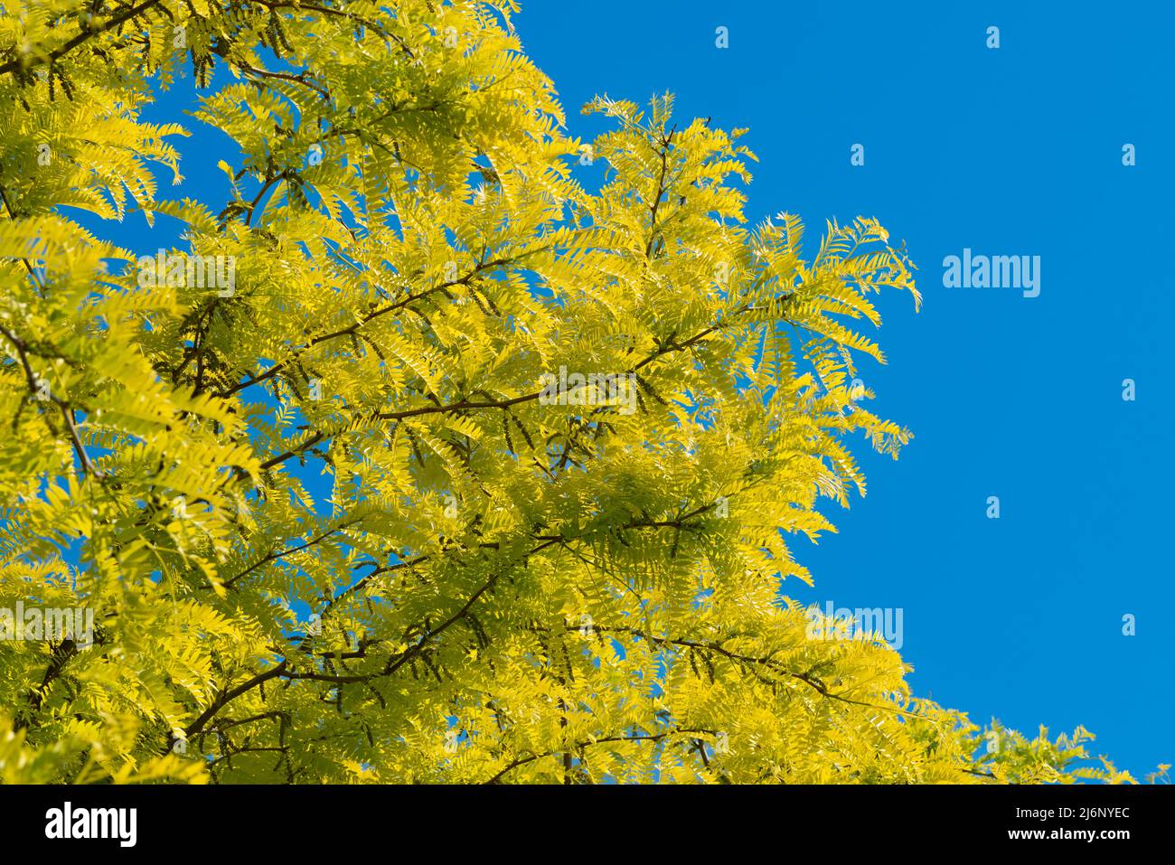 Honey Locust Tree, Gleditsia Triacanthos Stock Photo - Alamy