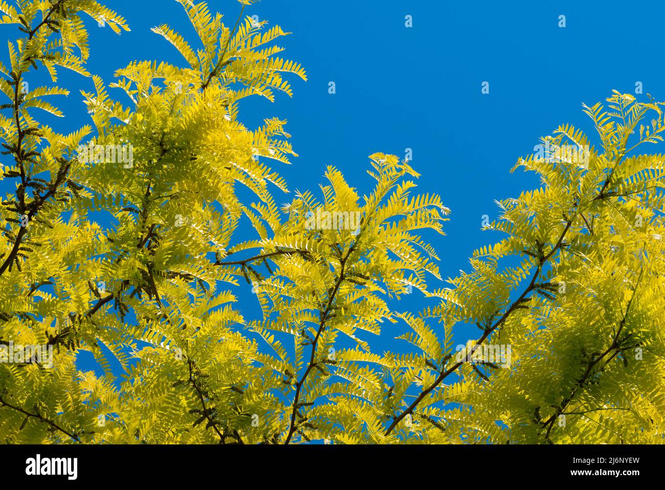 Honey Locust Tree, Gleditsia Triacanthos Stock Photo - Alamy