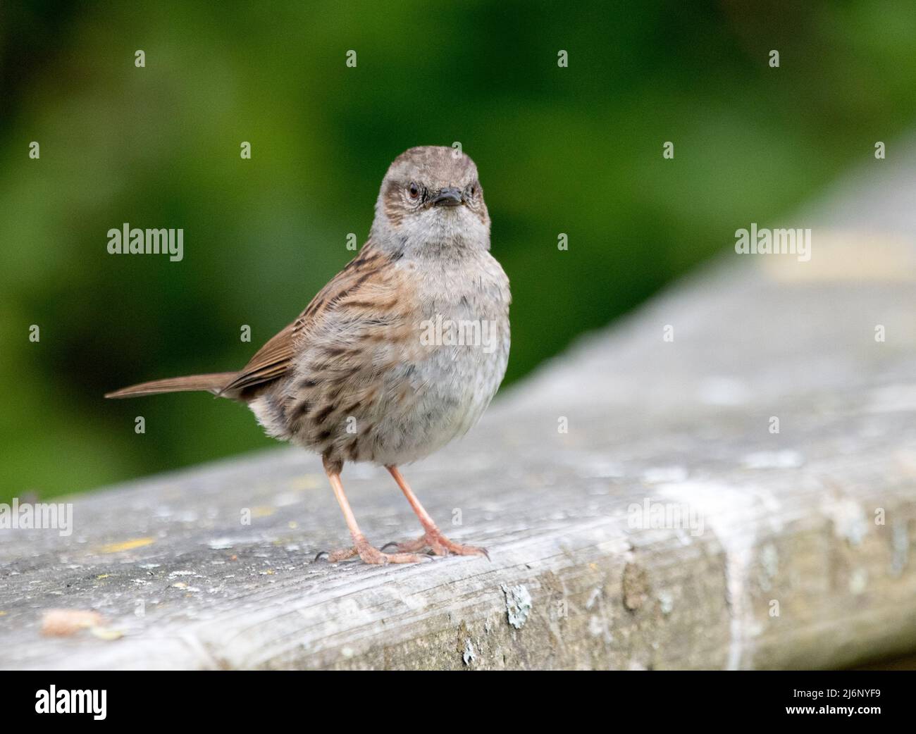 Dunnock (Prunella modularis Stock Photo - Alamy