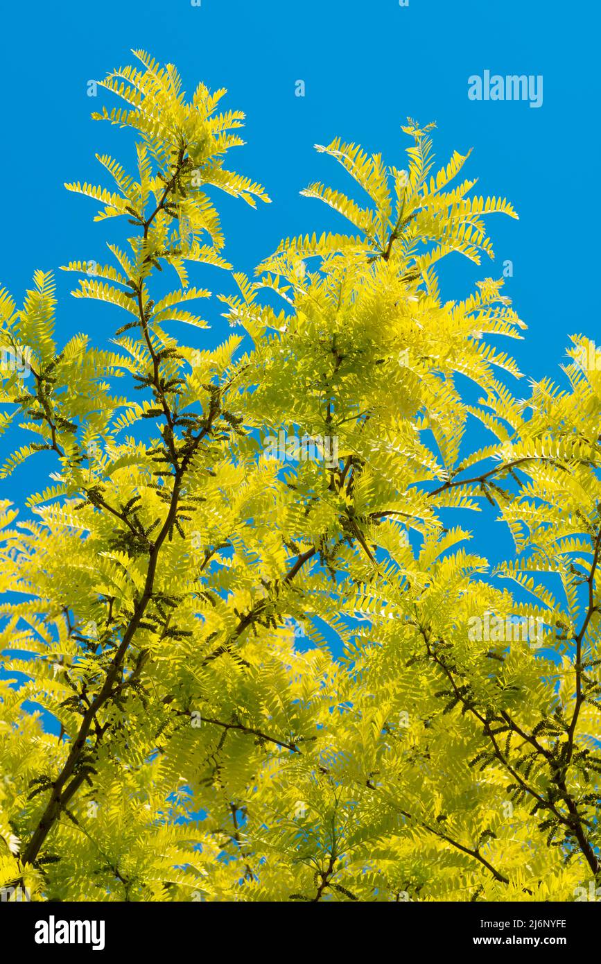 Honey Locust Tree, Gleditsia Triacanthos Stock Photo - Alamy