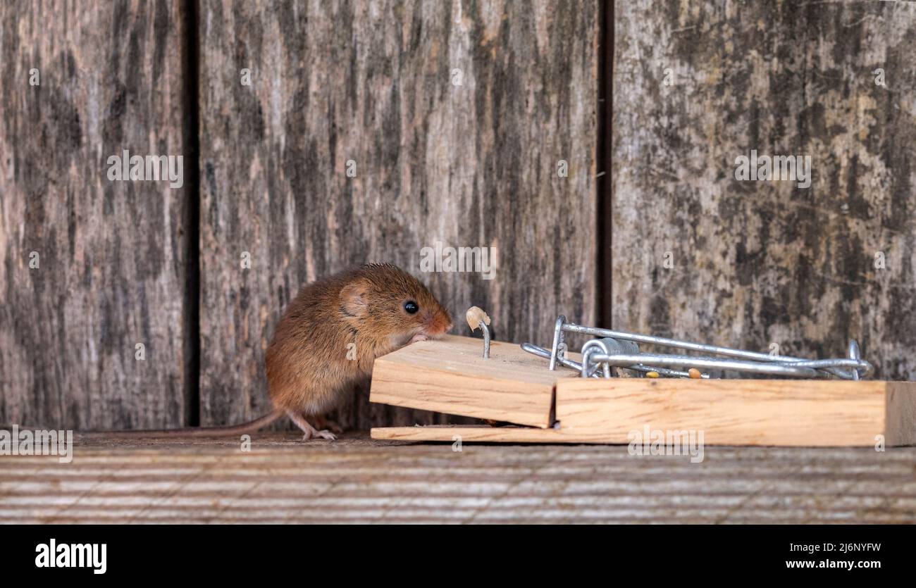 A tiny harvest mouse amongst tools on a shelf in a workshop Stock Photo ...