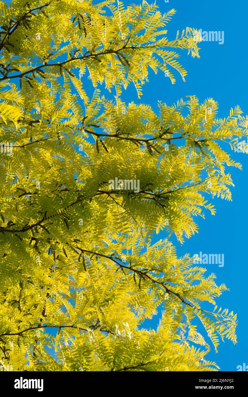 Honey Locust Tree, Gleditsia Triacanthos Stock Photo - Alamy