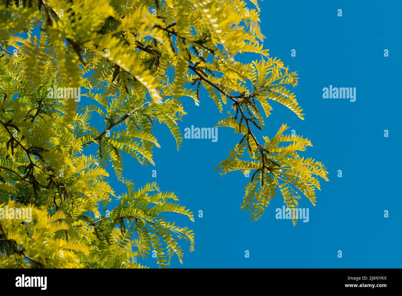 Honey Locust Tree, Gleditsia Triacanthos Stock Photo - Alamy
