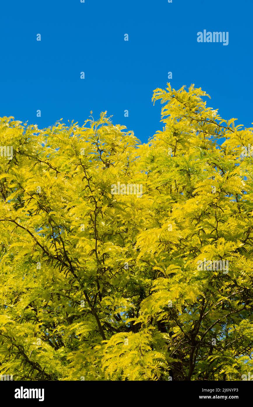 Honey Locust Tree, Gleditsia Triacanthos Stock Photo - Alamy