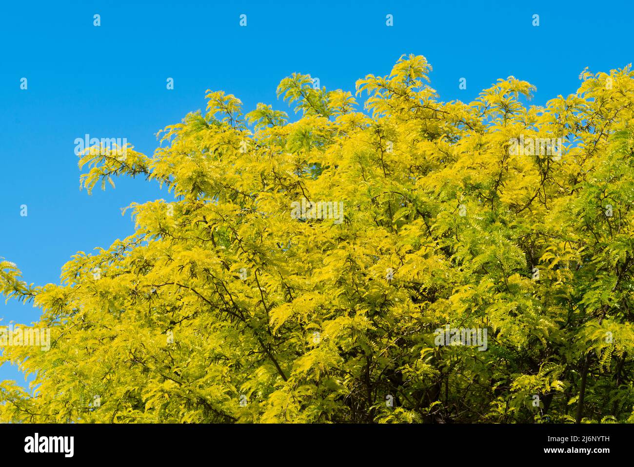 Honey Locust Tree, Gleditsia Triacanthos Stock Photo - Alamy