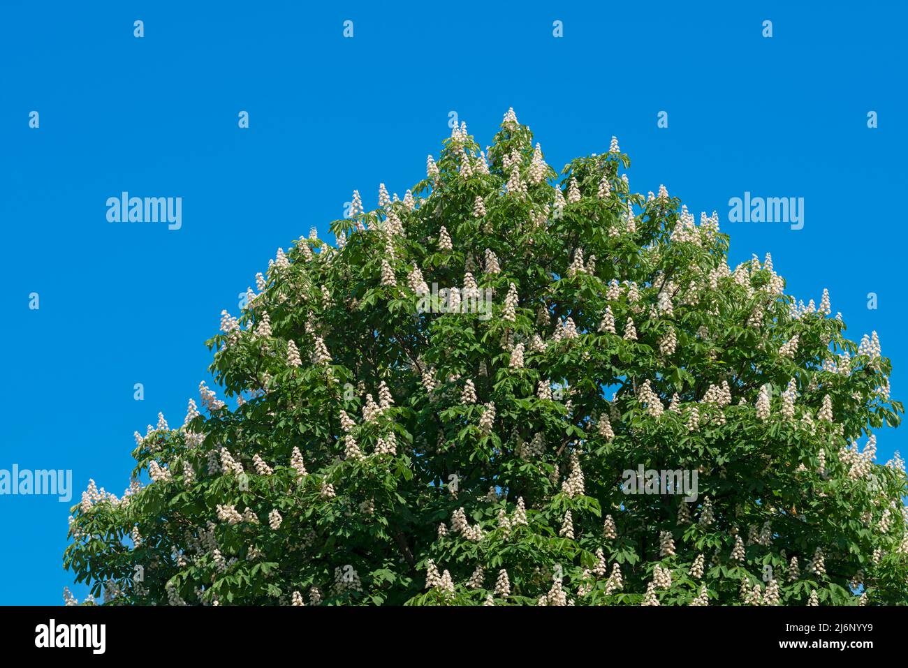 Italy, Lombardy, Horse Chestnut Tree in Flower, Aesculus Hippocastanum ...