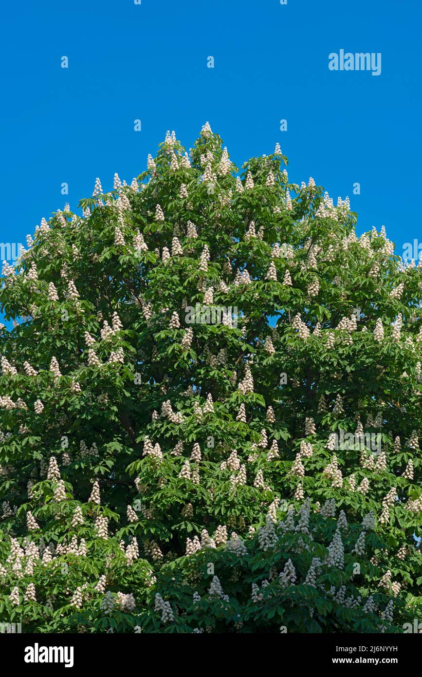 Italy, Lombardy, Horse Chestnut Tree in Flower, Aesculus Hippocastanum ...