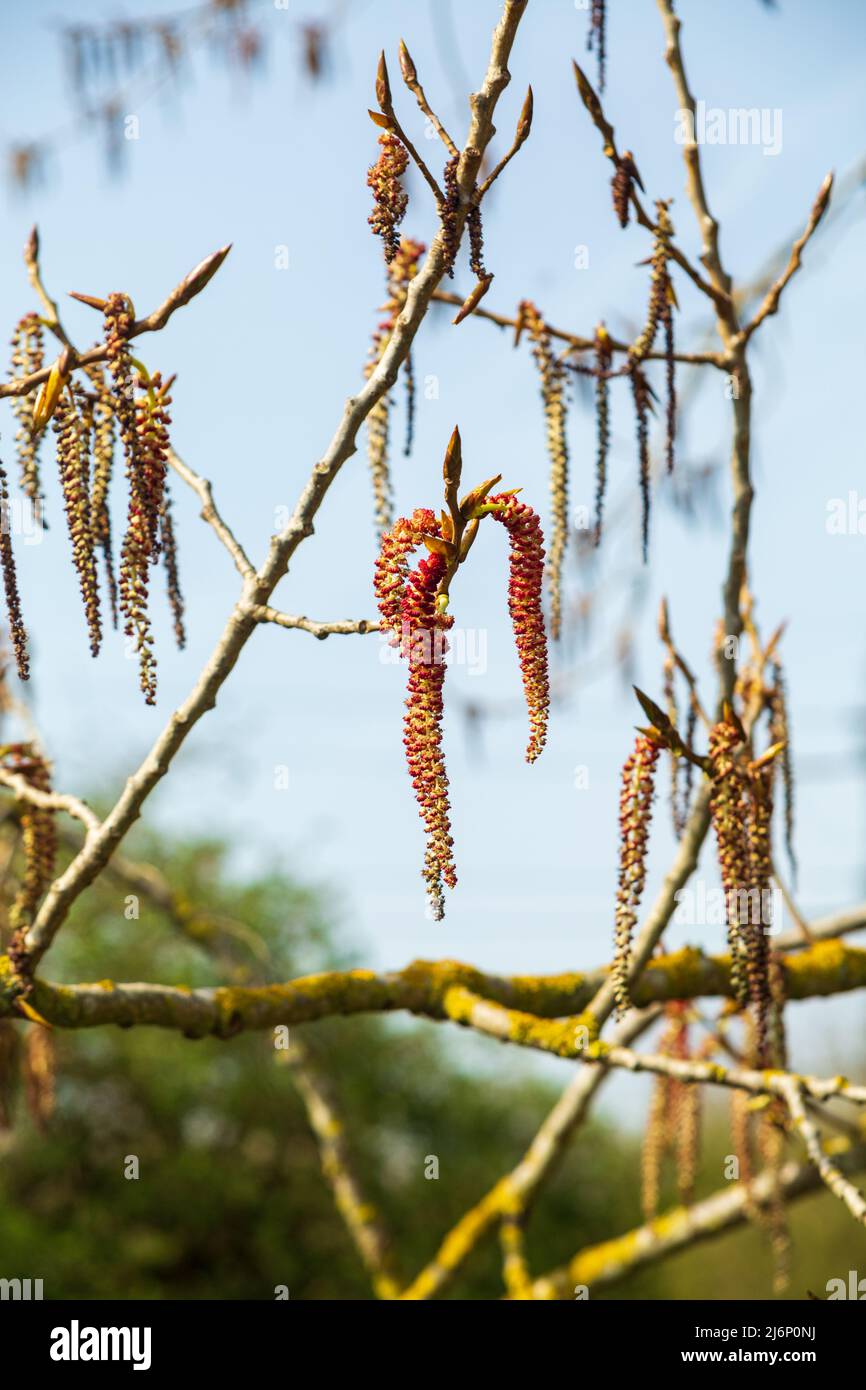Dangling flower hi-res stock photography and images - Alamy