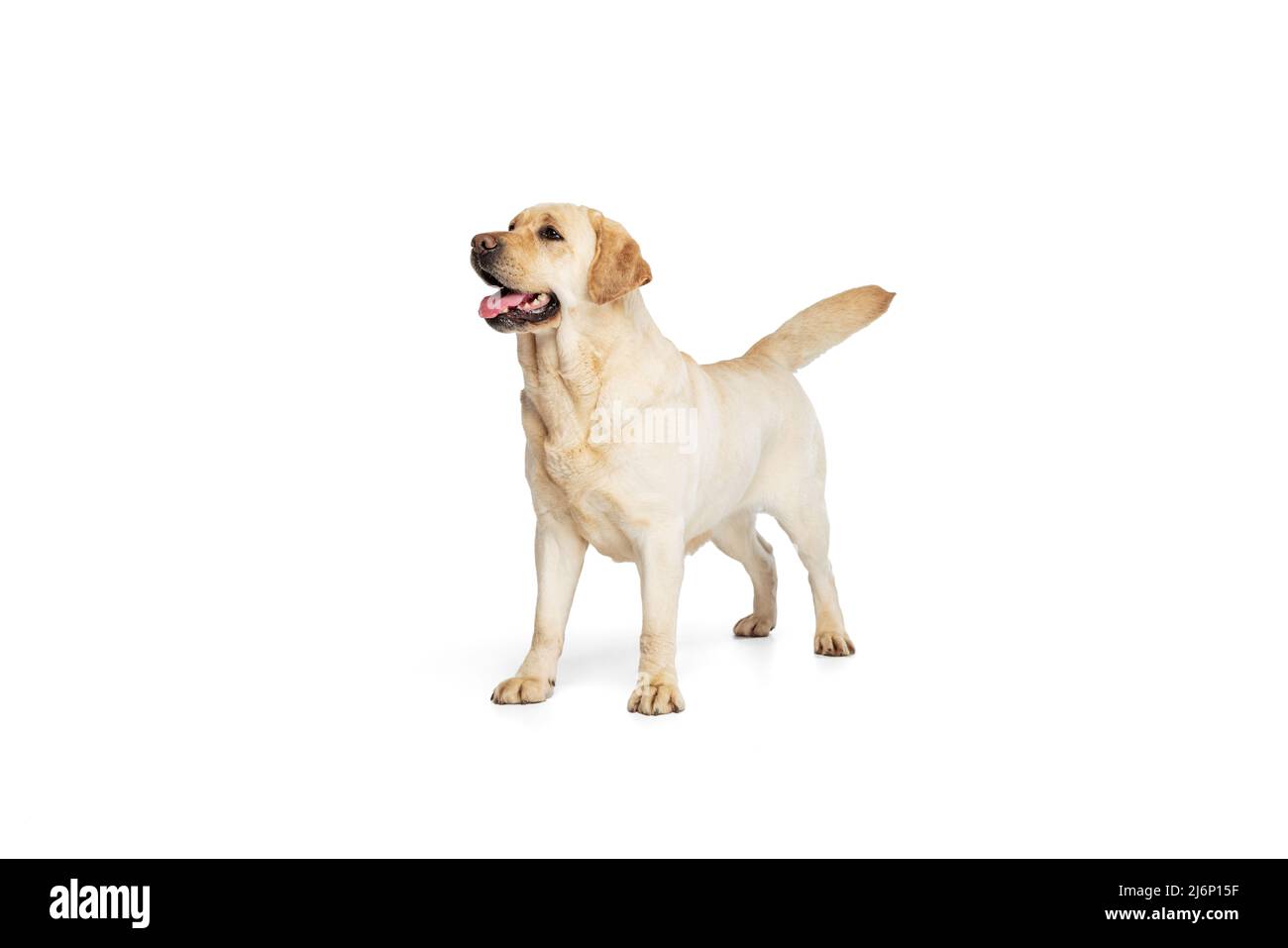 Portrait of adorable Labrador Retriever posing isolated on white studio ...