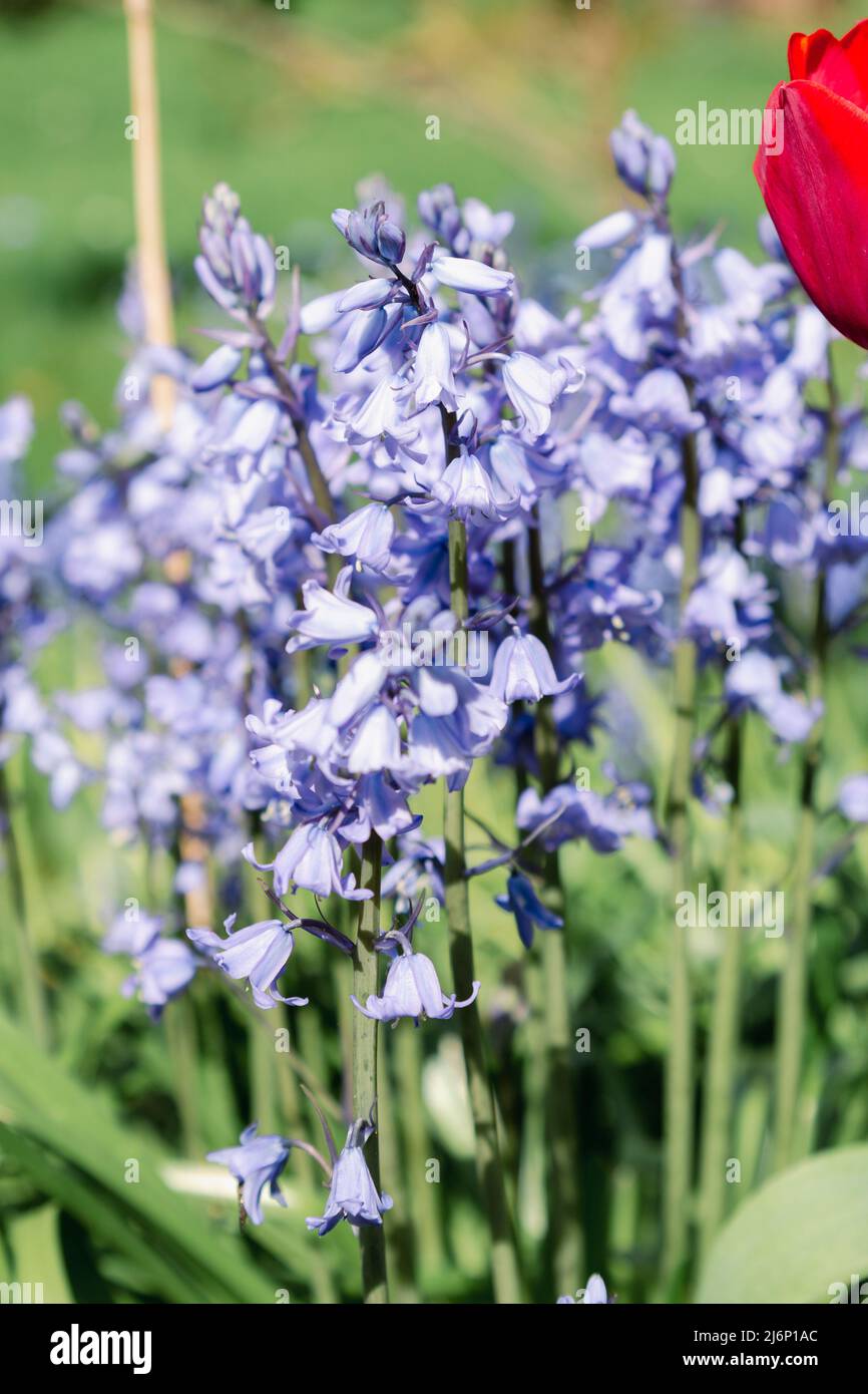 Bluebell cluster hi-res stock photography and images - Alamy