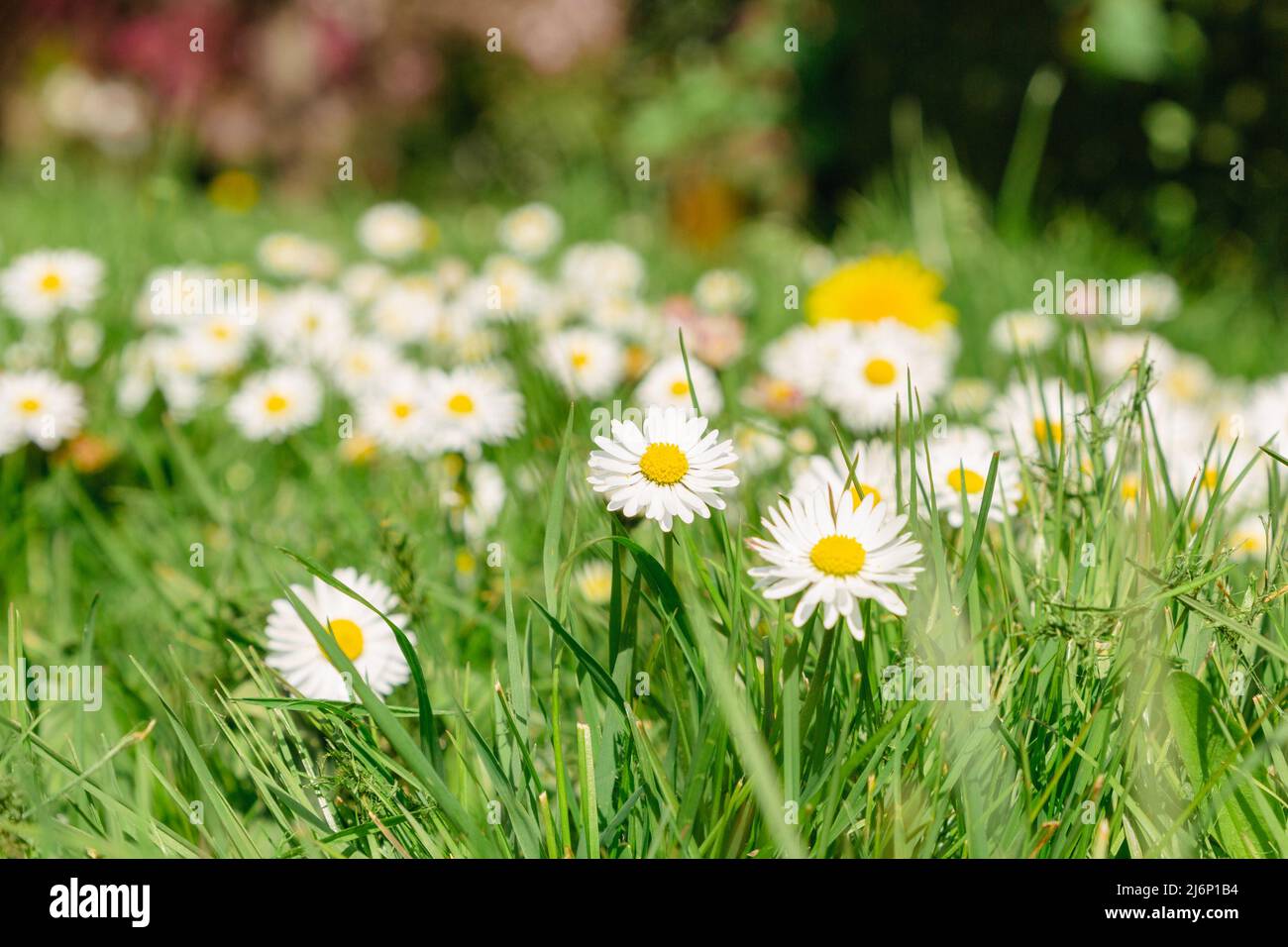 Field of daisys hi-res stock photography and images - Alamy