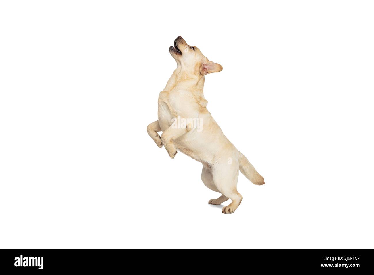 Studio shot of cute dog, cream color Labrador Retriever isolated on ...