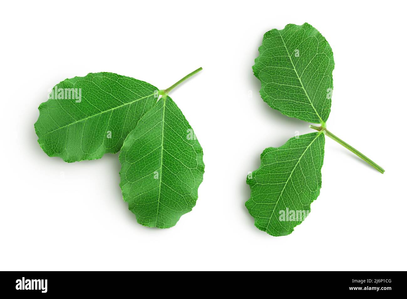 Fresh carob leaves isolated on white background with clipping path. Top ...
