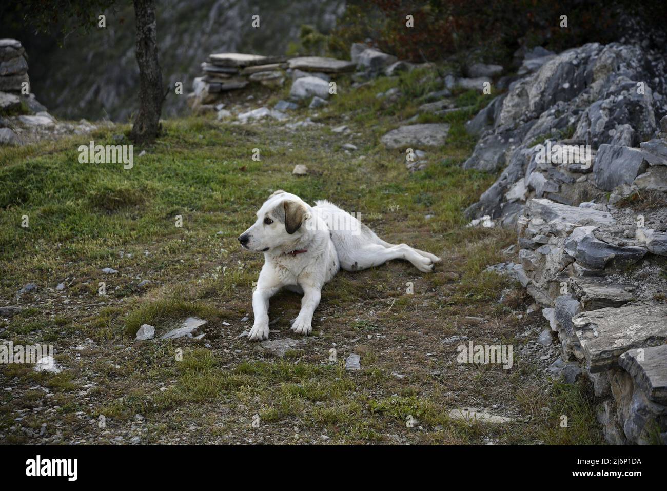Landscape with a Greek shepherd dog on the historic Byzantine Koutoupou ...