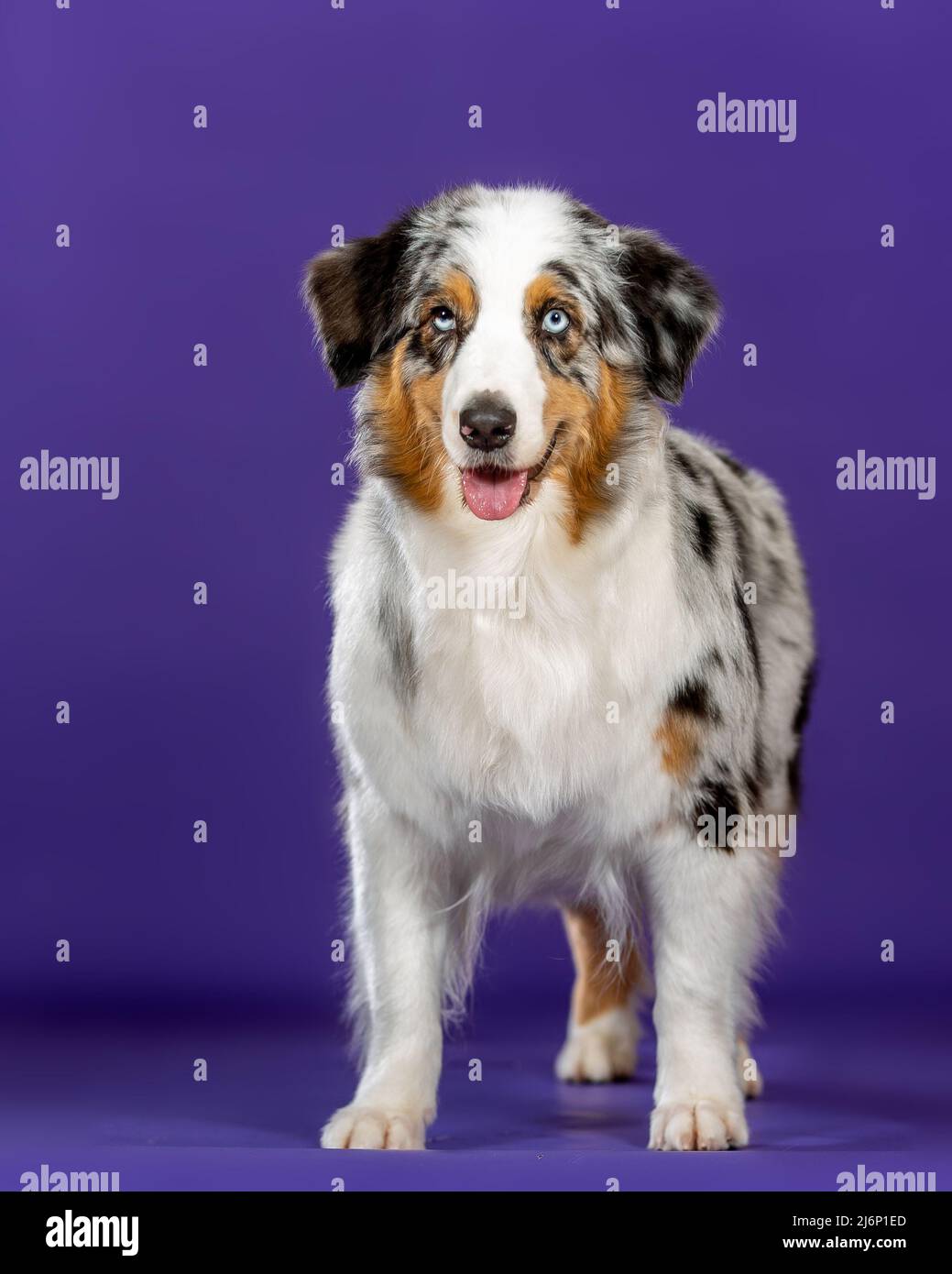 Blue merl aussie dog in studio Stock Photo - Alamy