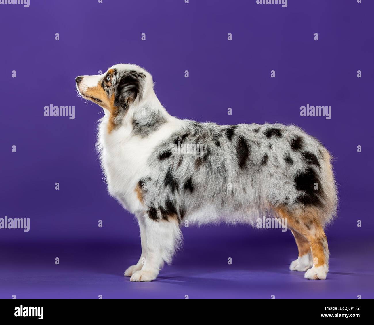 Blue merl aussie dog in studio Stock Photo - Alamy