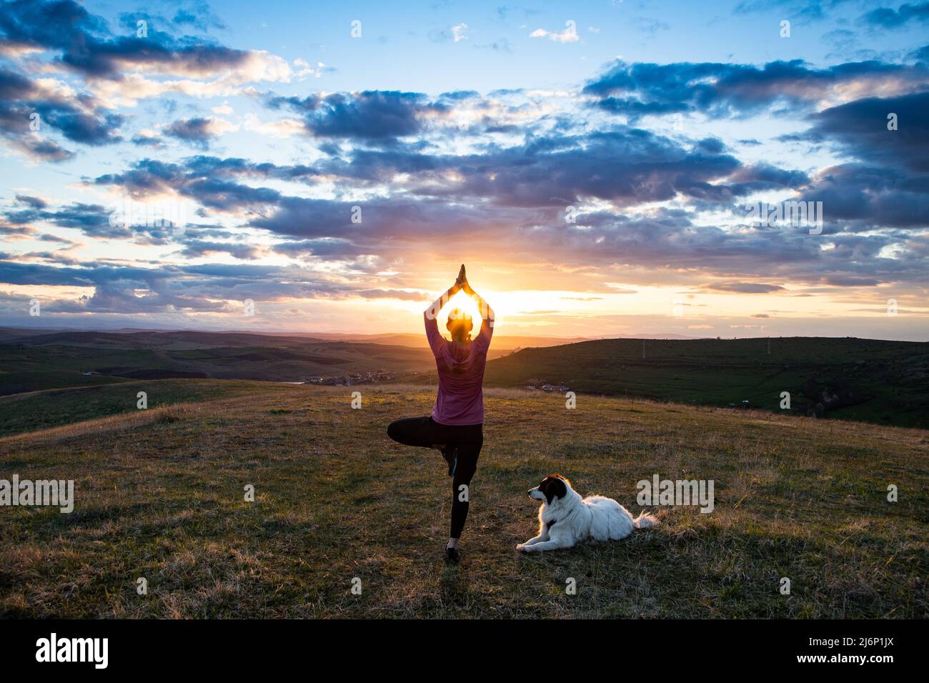 woman with white dog doing yoga at sunset tree pose vrksasana Stock ...