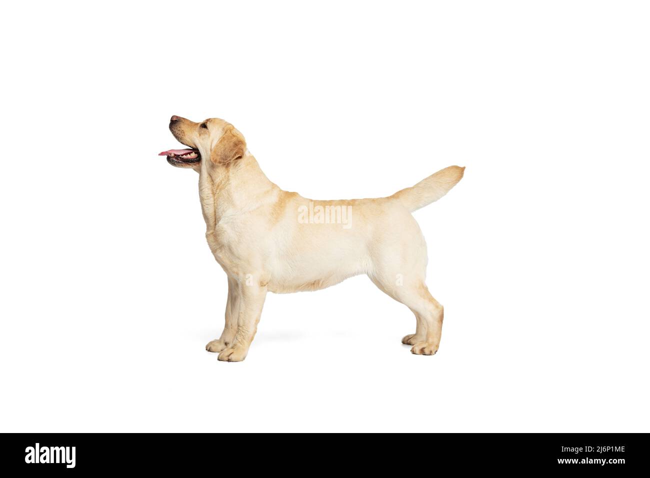 Portrait of adorable Labrador Retriever posing isolated on white studio ...