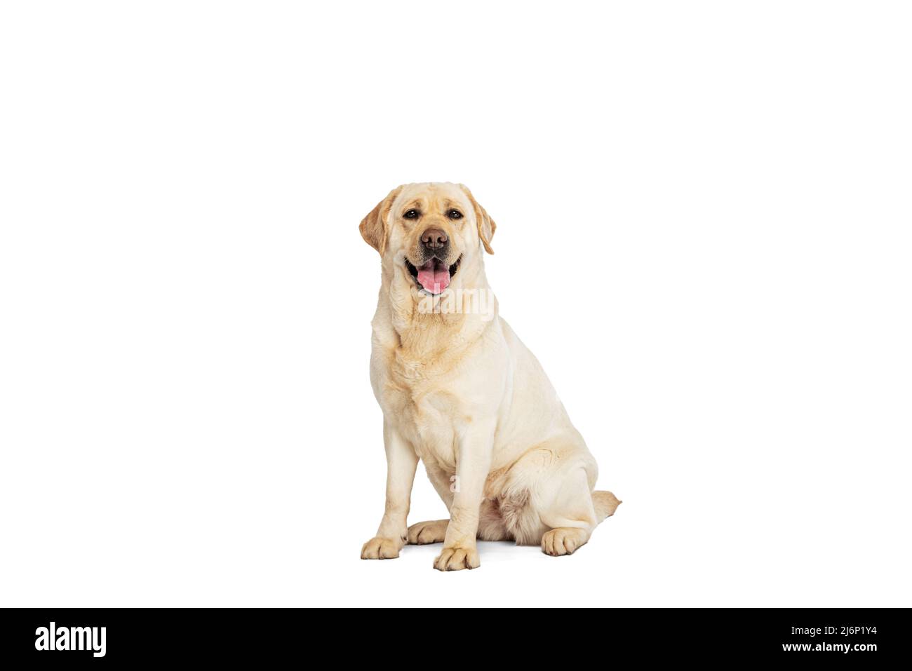Studio shot of cute dog, cream color Labrador Retriever isolated on ...