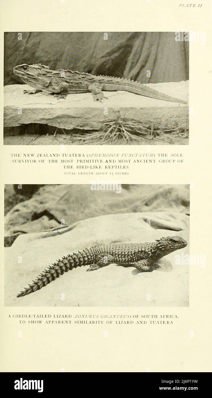A, The New Zealand Tuatera [Tuatara] (Sphenodon punctatum), the sole ...