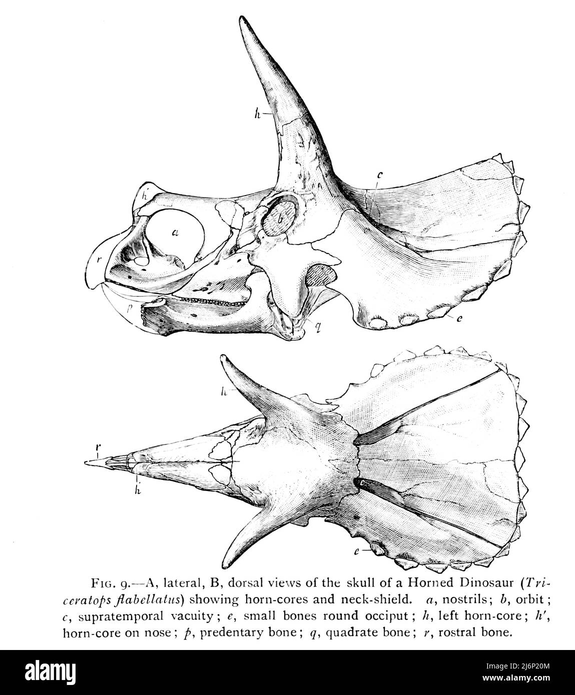 lateral, and dorsal views of the skull of a Horned Dinosaur ...