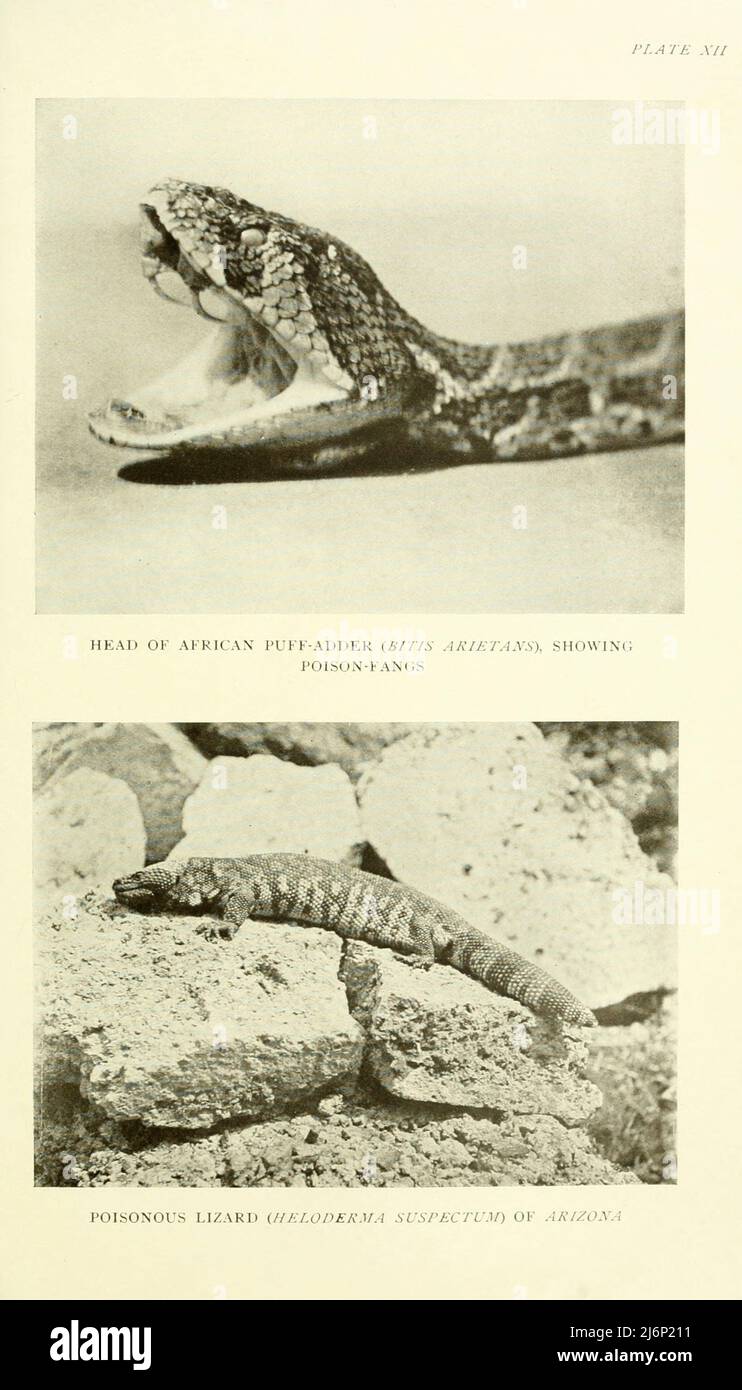 Reptiles and fangs hi-res stock photography and images - Alamy